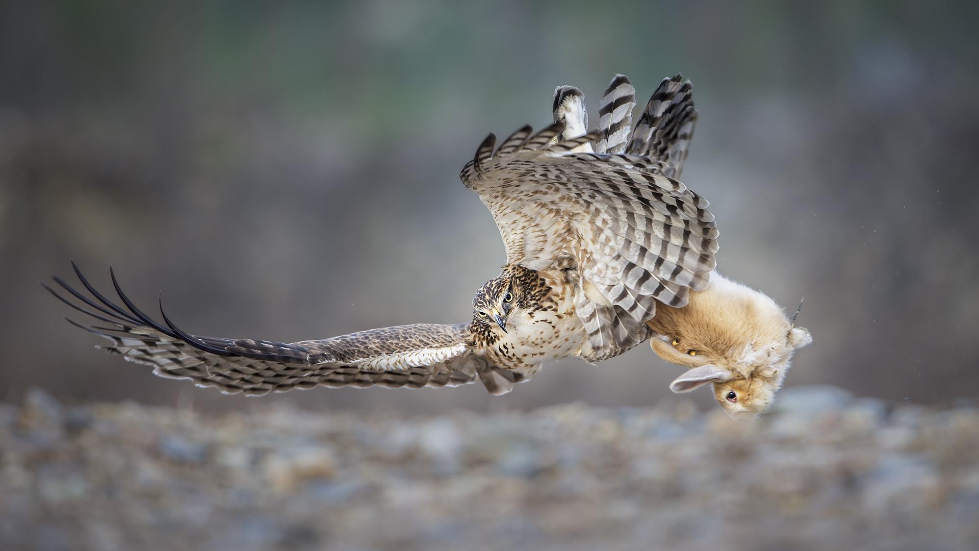 PHOTOVIVO 2023 GRAND EXHIBITORS